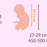 26 semanas, ¿cuántos meses son?