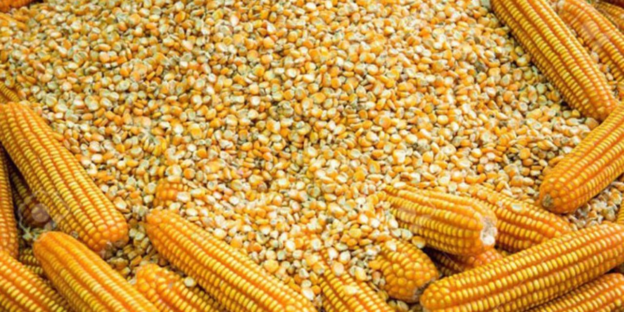 【Cuánto cuesta un elote?】