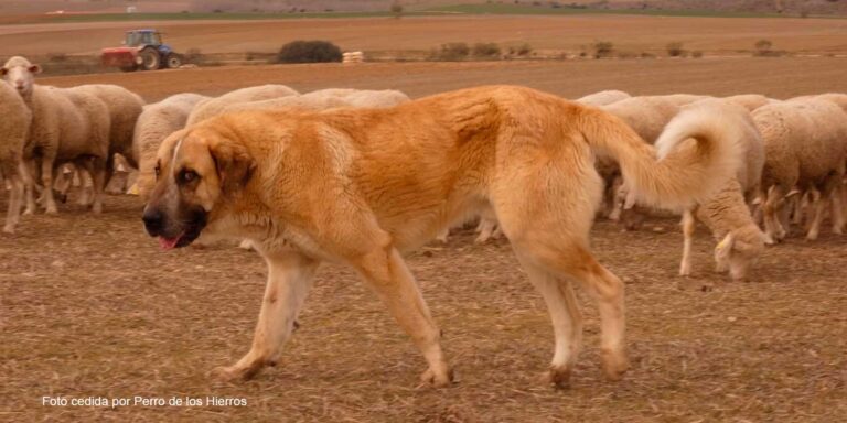 Cuánto cuesta un kangal turco?】
