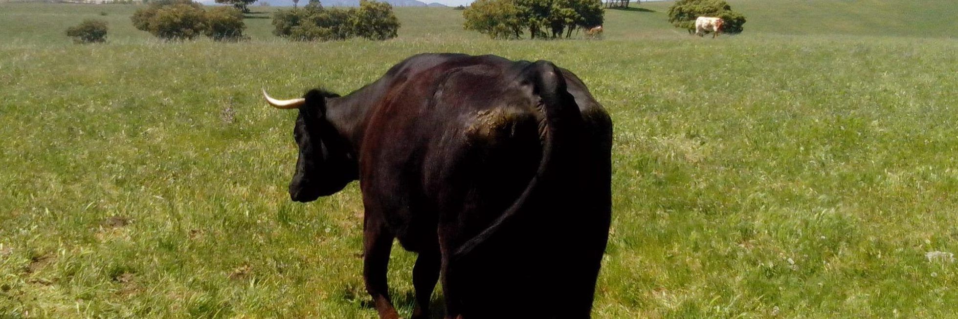 ¿Cuánto dura una vaca embarazada?
