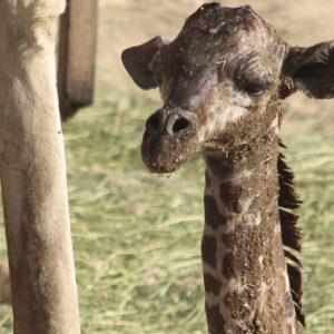 Cuántos huesos tiene la jirafa?】