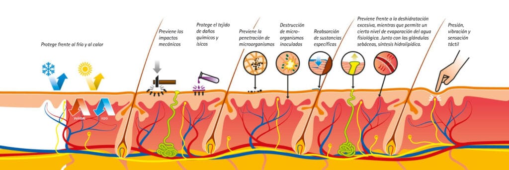 Cuánto pesa la piel?】