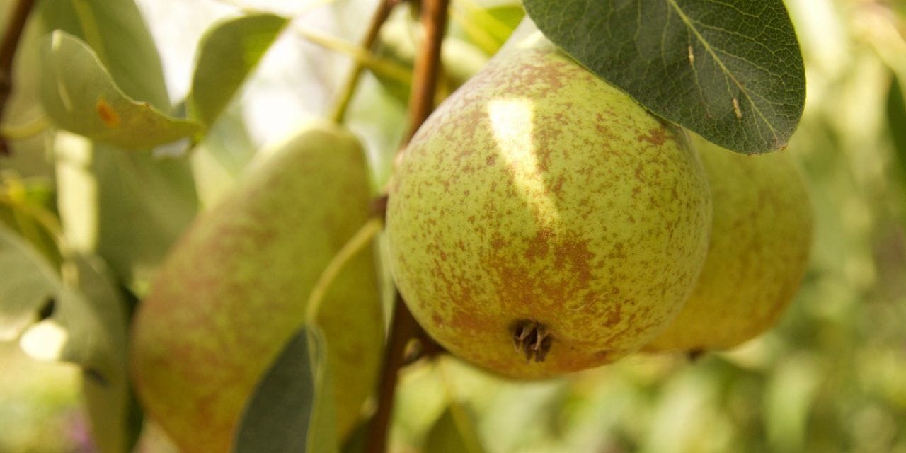 ¿Cuánto pesa una pera? – Cuanto.bid