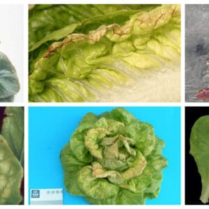 ¿Cuánto pesa una lechuga romana?