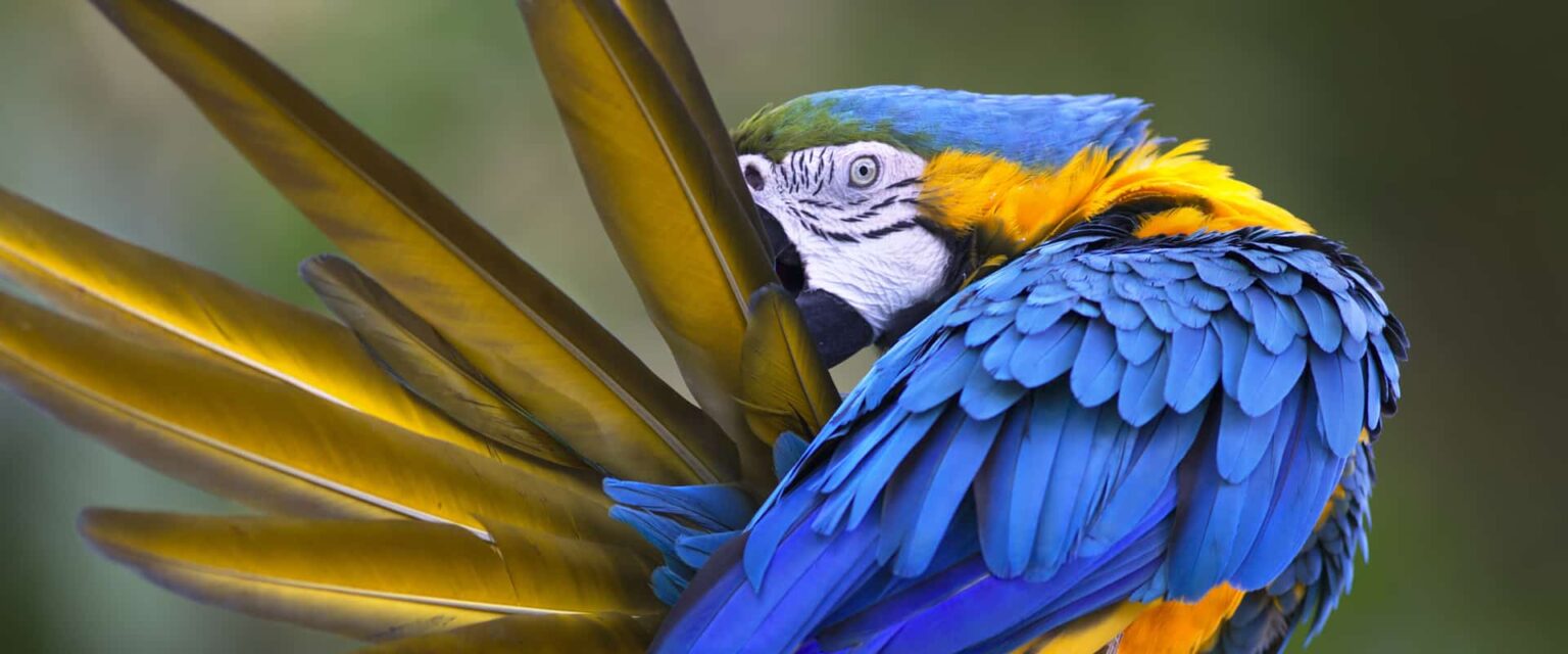 Cuánto vive un cotorro?】