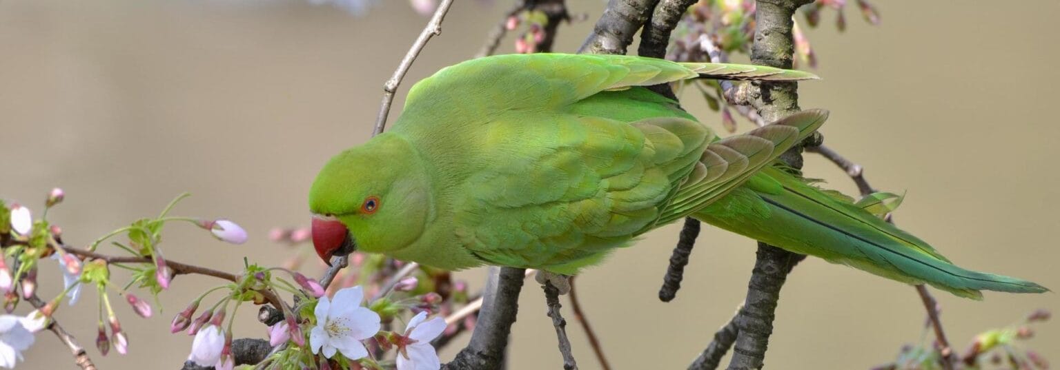 【Cuánto vive un cotorro verde?】