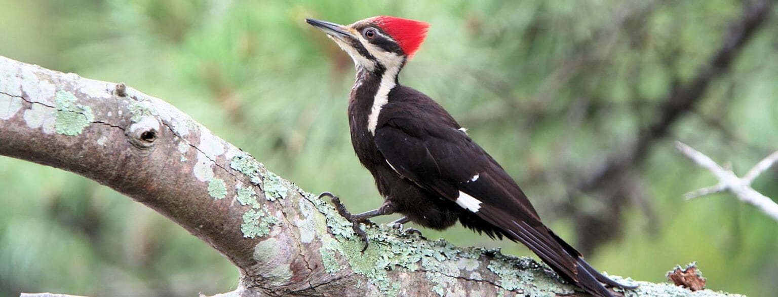 Cuánto vive un pájaro carpintero?】