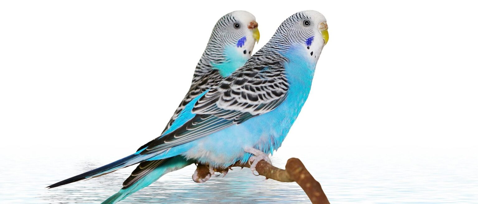 Cuántos años vive un perico?】