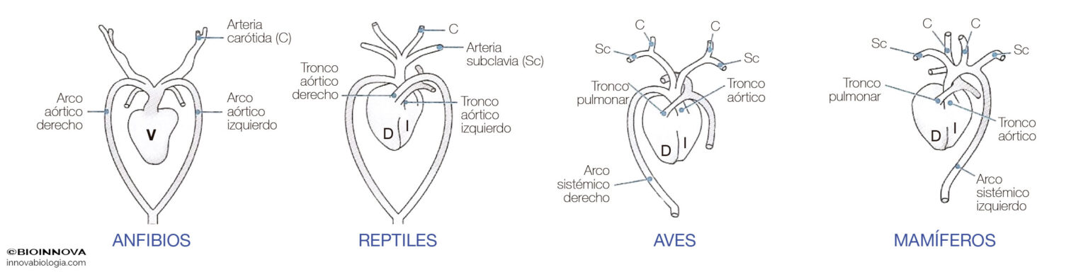 ¿Cuántos corazones tiene la vaca?