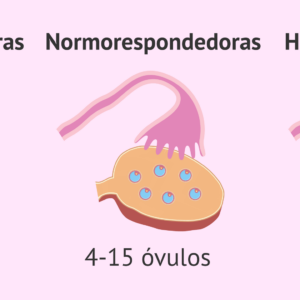 Cuánto mide un óvulo?】